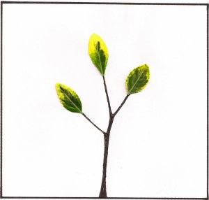 Interview with Sapling – Joe Pan